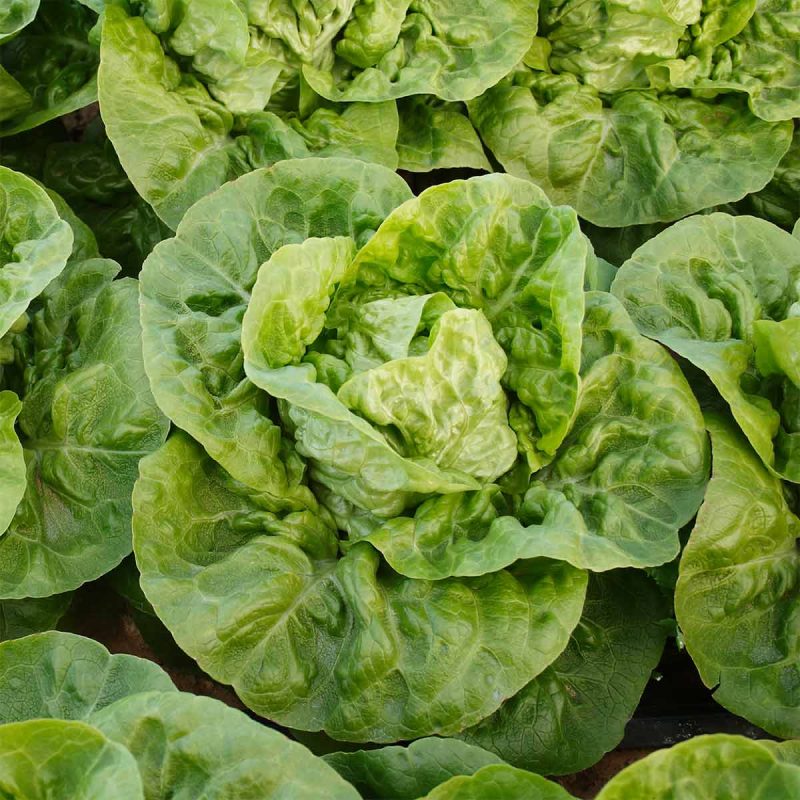 Lechuga Little Gem | Verdimed